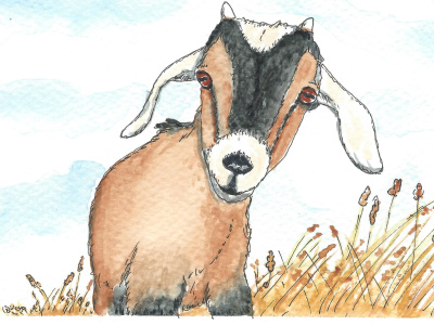 Line and Wash Watercolor Animal and Fowl Illustrations | Upwork