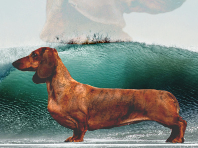 Poster for dog breeders | Upwork