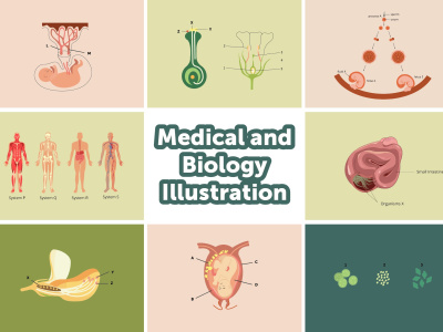 A digital medical science education illustration | Upwork