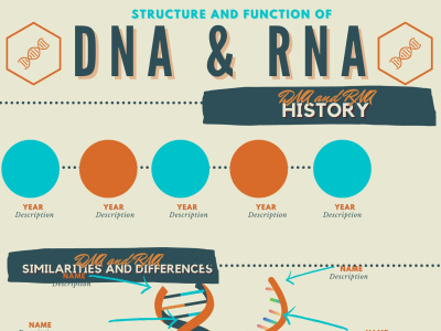 Creative infographic tailored to your needs | Upwork