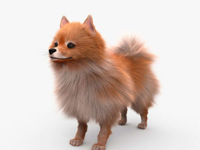 Integrate realistic 3d animal model,3d rigging,xgen fur,3d animal ...