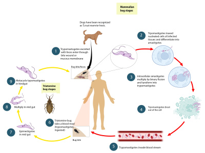 Scientific illustrations, infographics, figures, and graphical ...