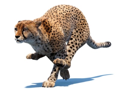 Animated Cheetah 3D Model with Realistic Groomed Fur | Upwork