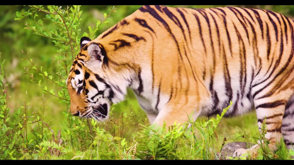 A video or pics of birds without copyright claim | Upwork