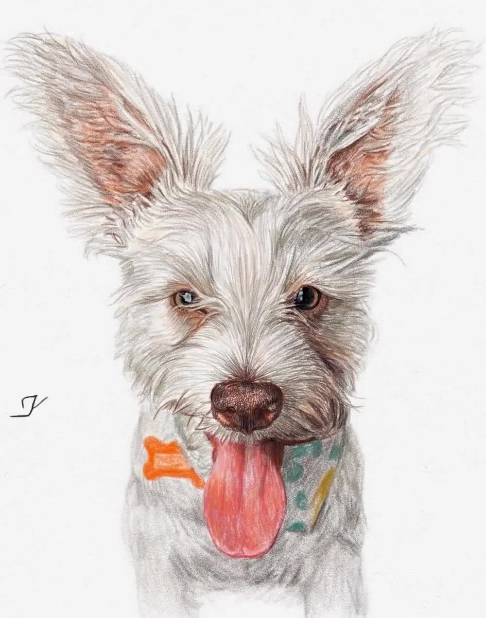 A custom pet portrait color drawing | Upwork