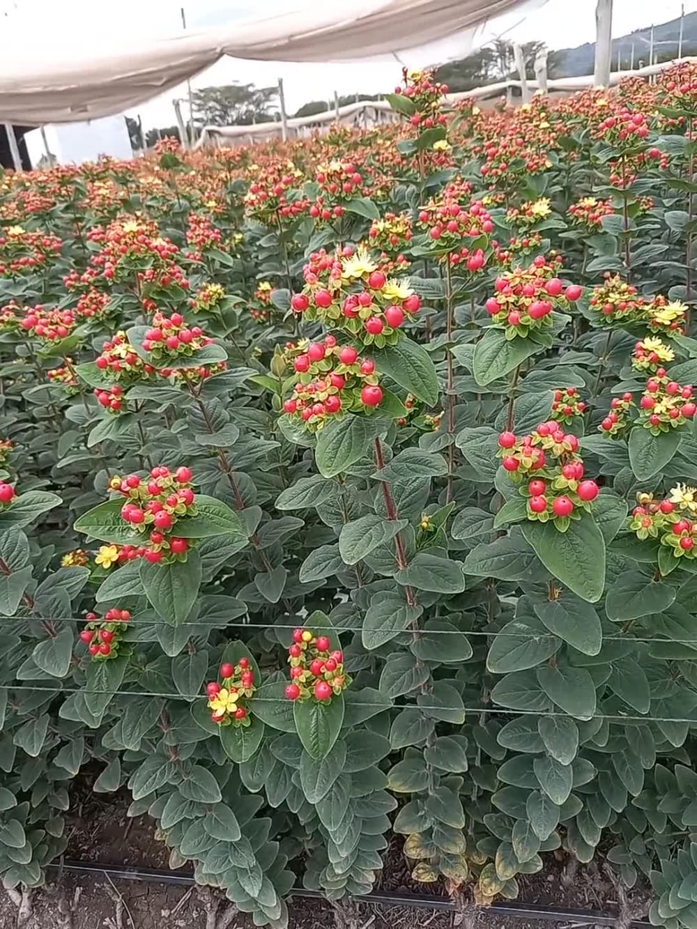 An article on growth requirements of specific plants | Upwork