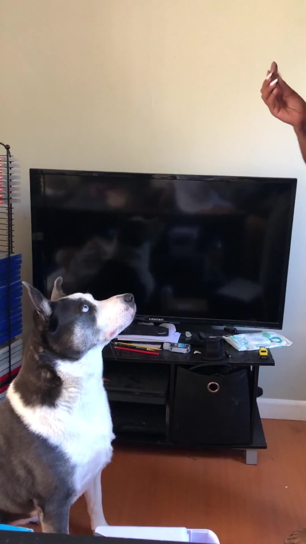 Engaging ugc using my dog for tik tok instagram reels ads | Upwork