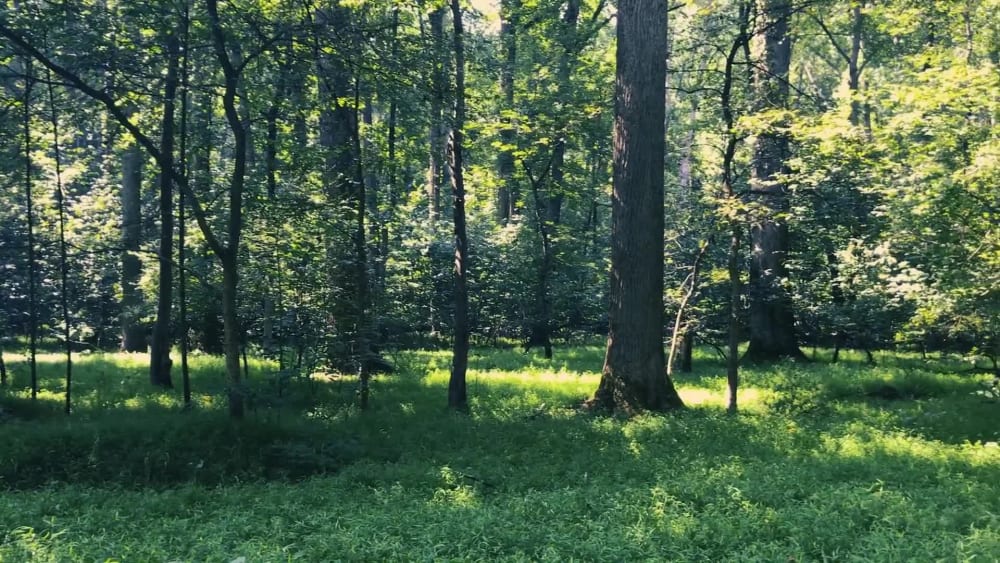 A high-quality script that is concise, entertaining, and impactful ...