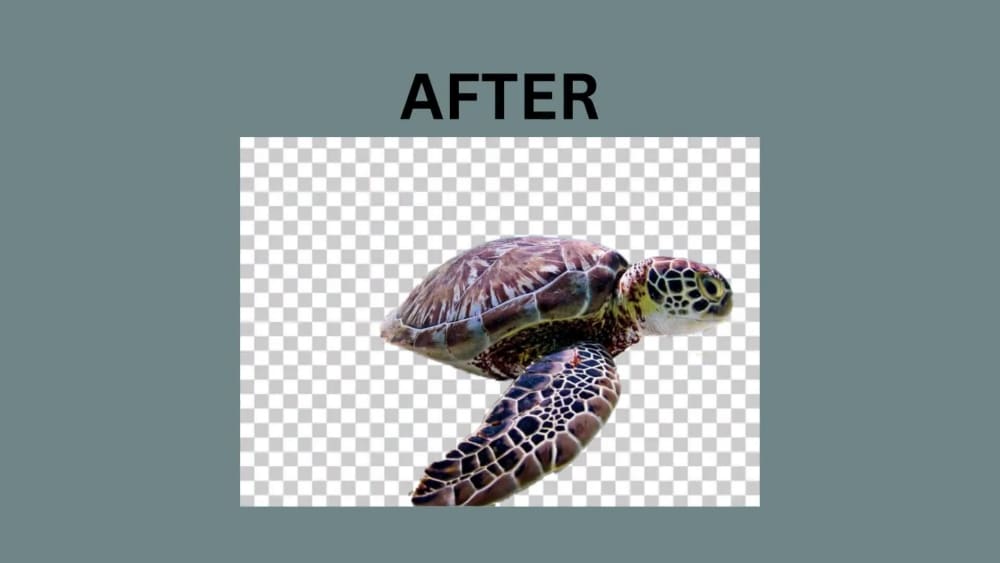 Professional Background Removal From Image | Upwork