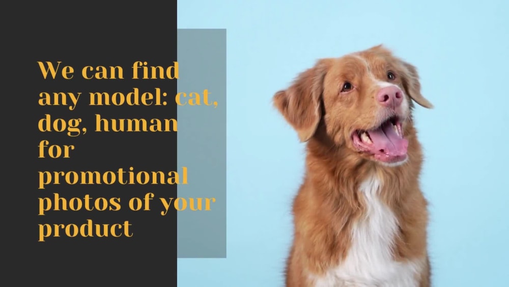 High-quality product photos with a dog model | Upwork