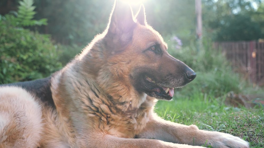 To know about dogs , ai , fitness | Upwork