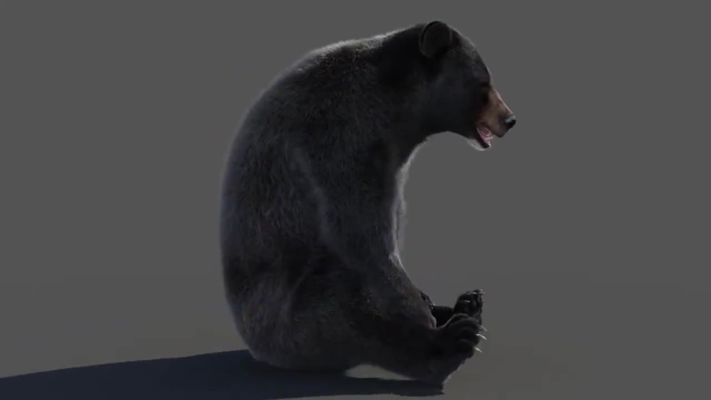 3d animal model, animal animation,3d character, rigging with xgen hair ...