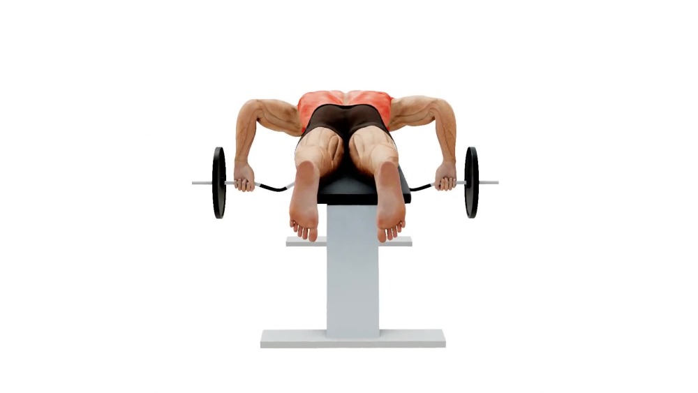 Realistic male or female workout animation with highlighted muscles ...