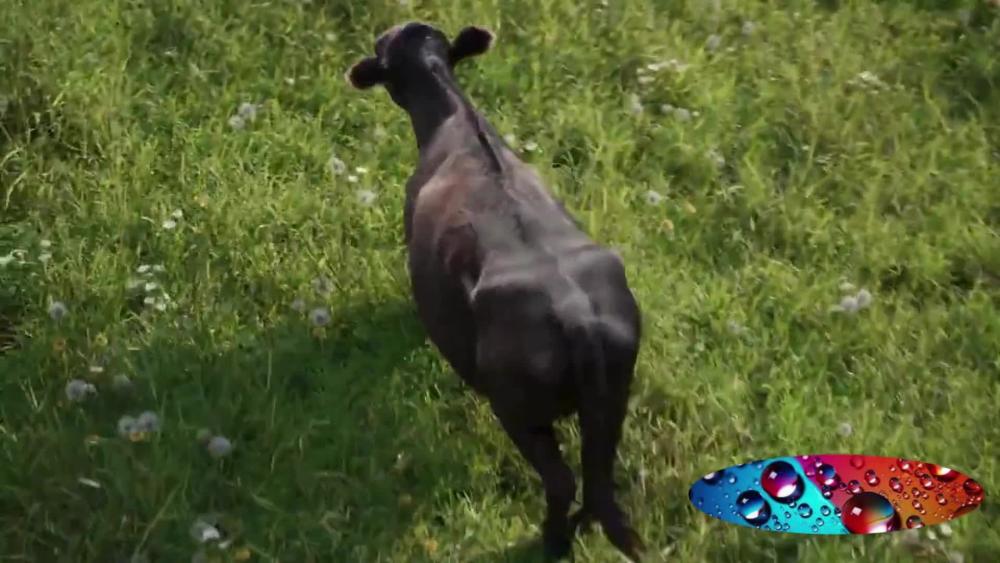 A 3d animal animation, cgi animation, animal model, animal rigging | Upwork