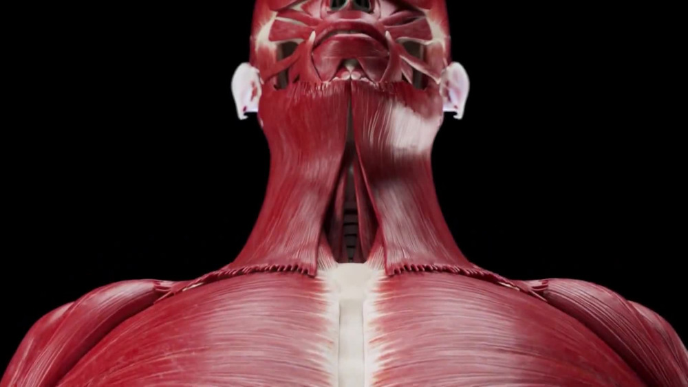 3d animation medical video high quality body anatomy animated surgery ...