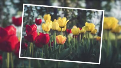 An amazing slideshow video from your photos. | Upwork