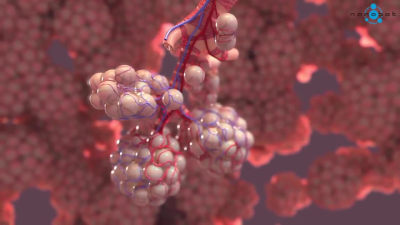 Your 3d medical anatomy scientific biomedical illustration or animation ...