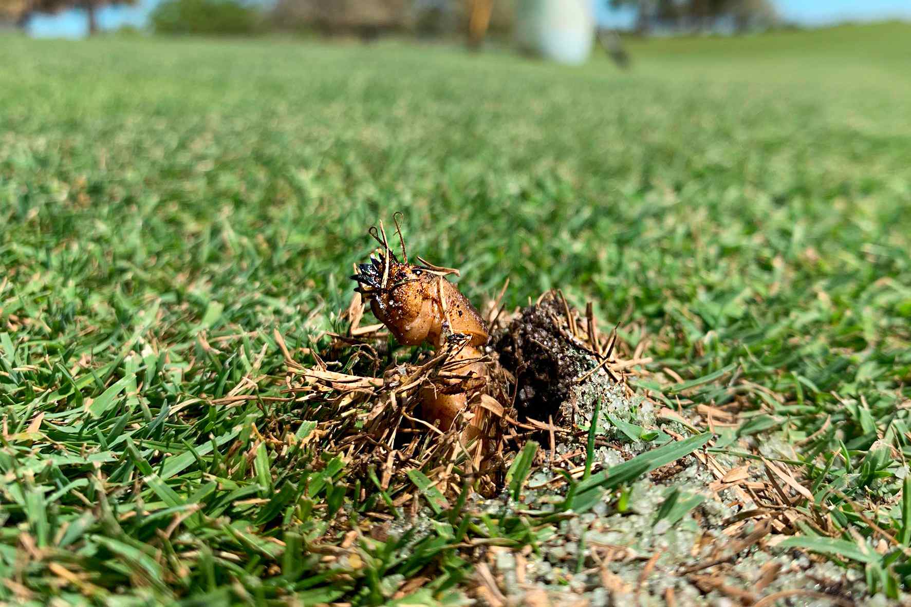 mole crickets
