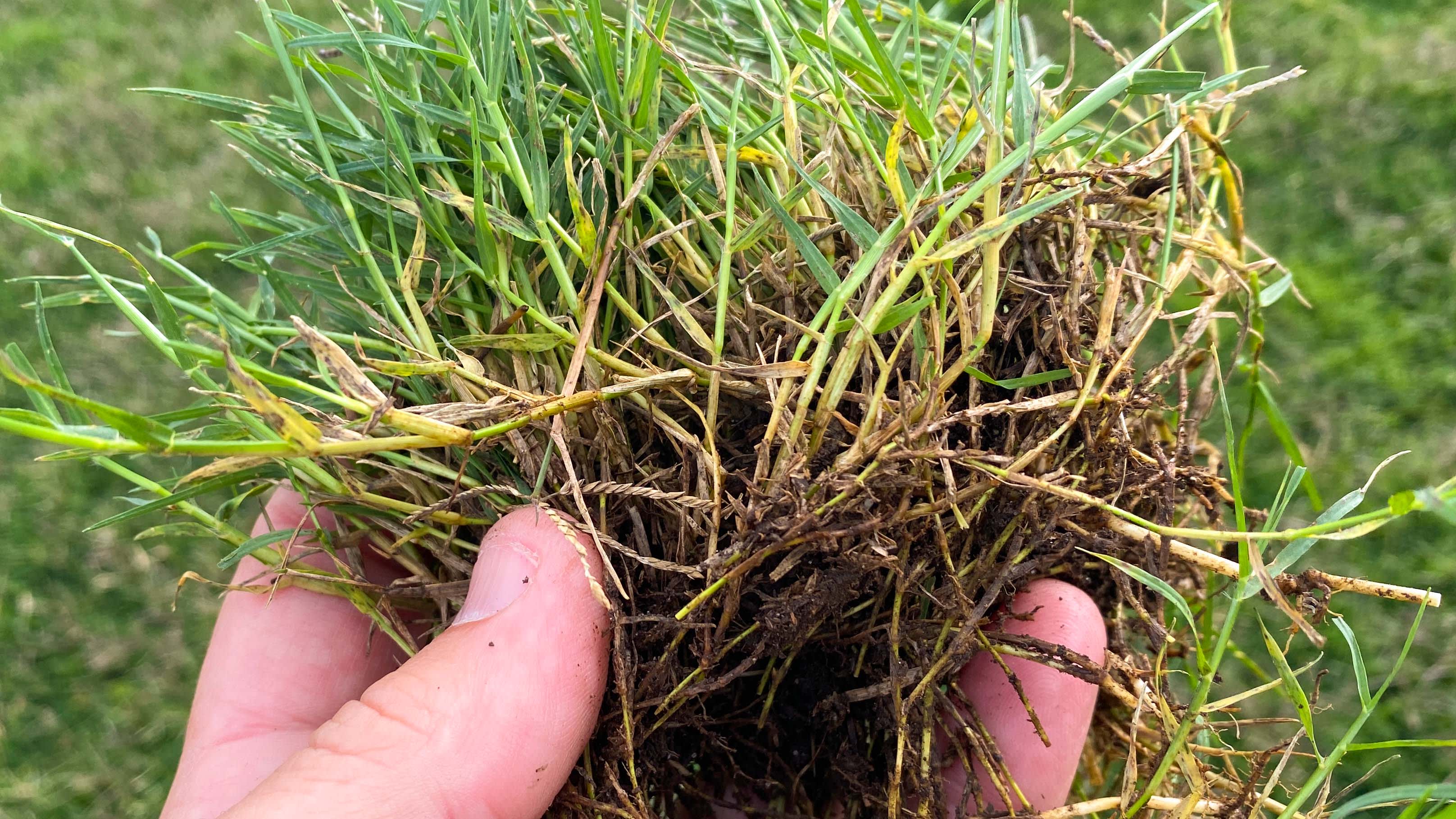 Bermudagrass