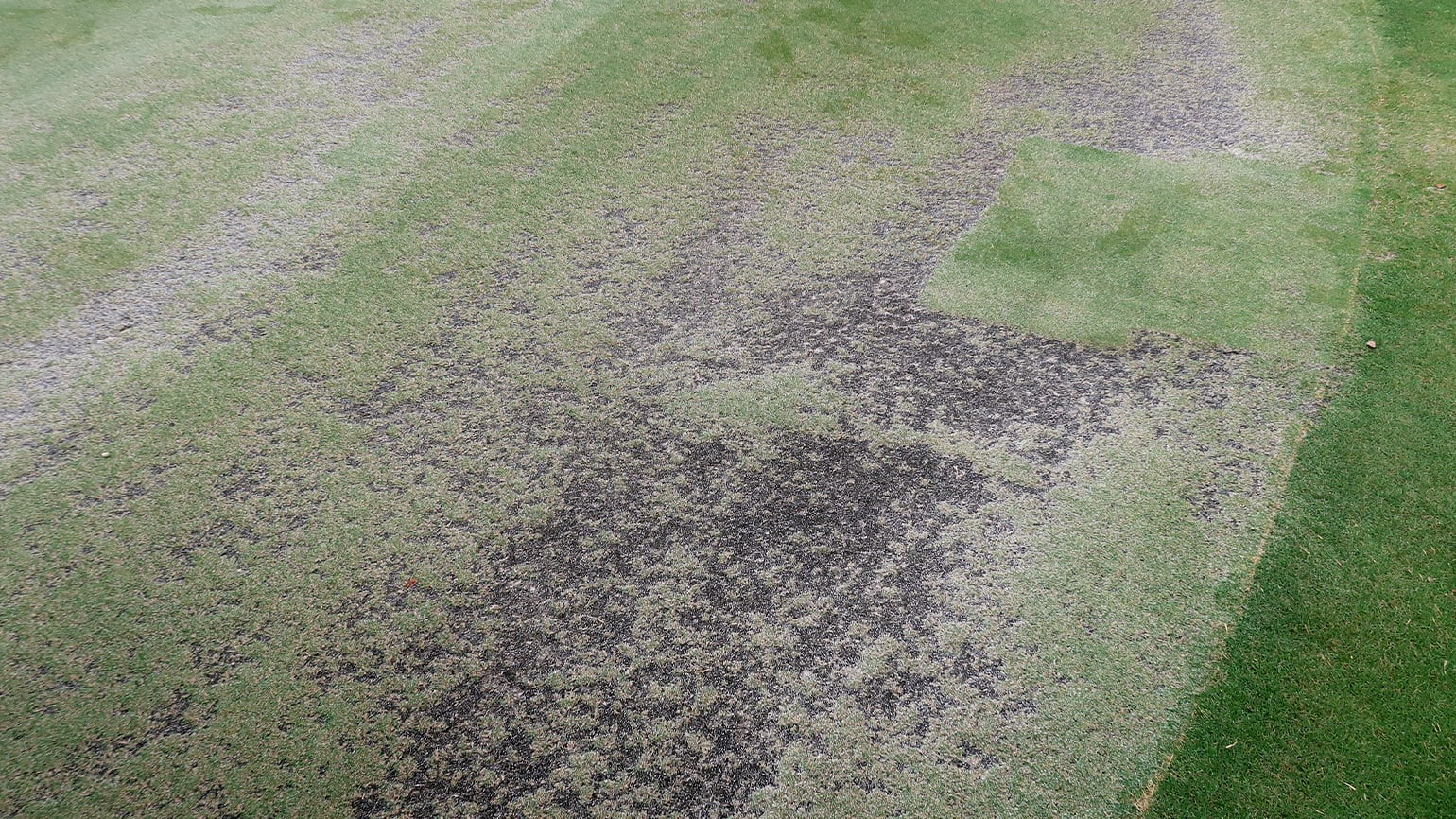 Nematode Damage In Turf