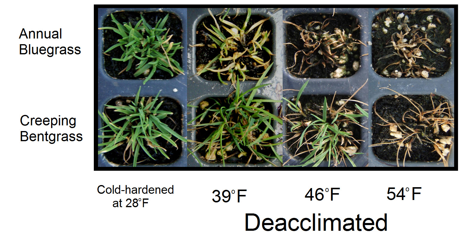 Annual Bluegrass Prone To Winter Injury