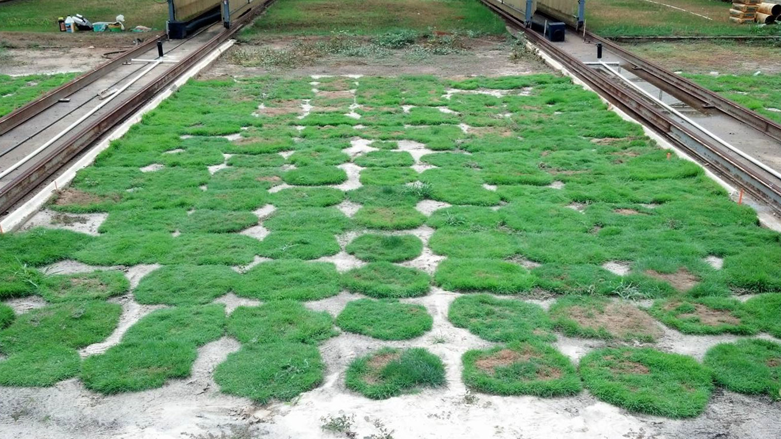 Gene Markers for Creeping Bentgrass Heat and Drought Tolerance