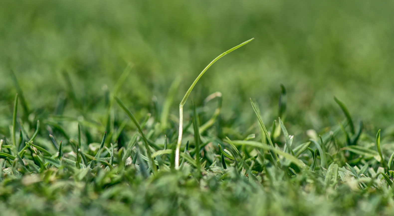 Bacterial Etiolation – More Positive Results