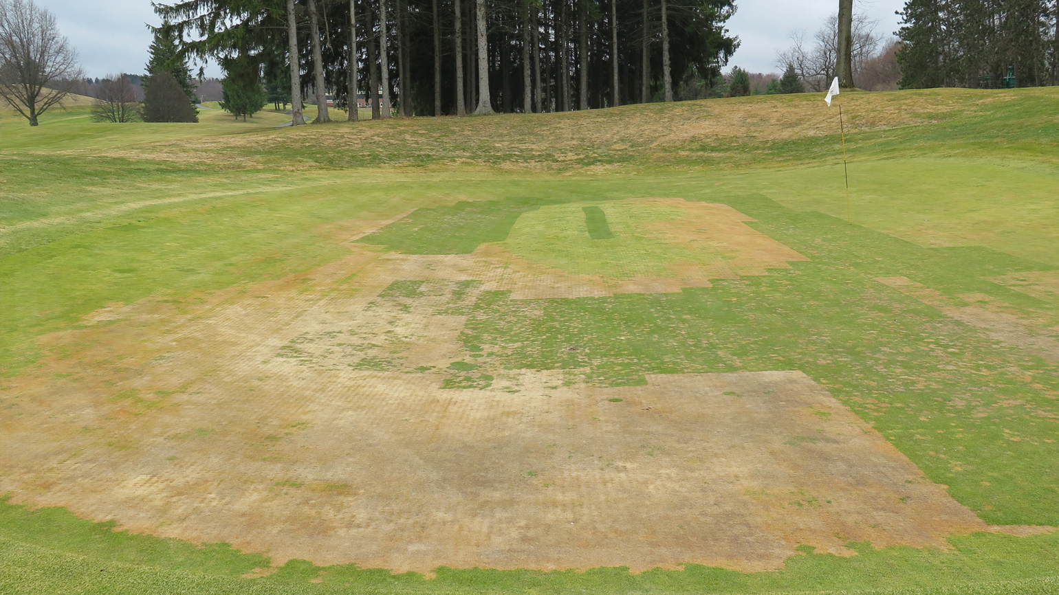 Winter Damage: You're Probably Not Alone