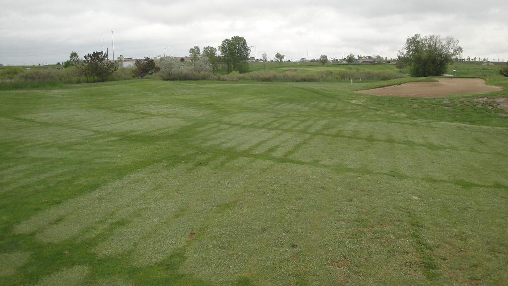 Alkaligrass – An Option For Salt Affected Soils