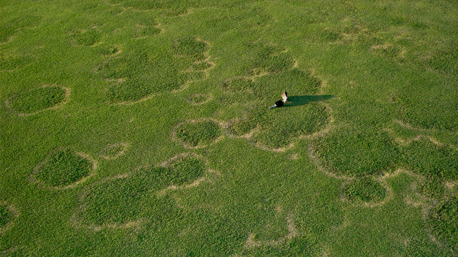 Turfgrass Disease Management