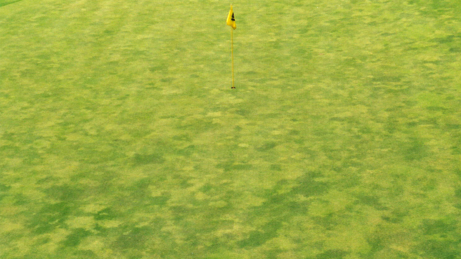 Poa annua Control On Greens