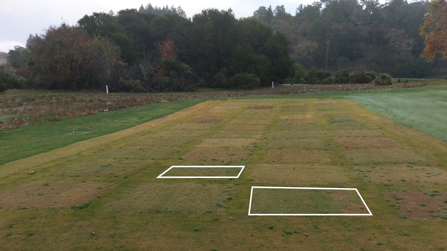 Breeding For Wintergreen Turf Saves Water