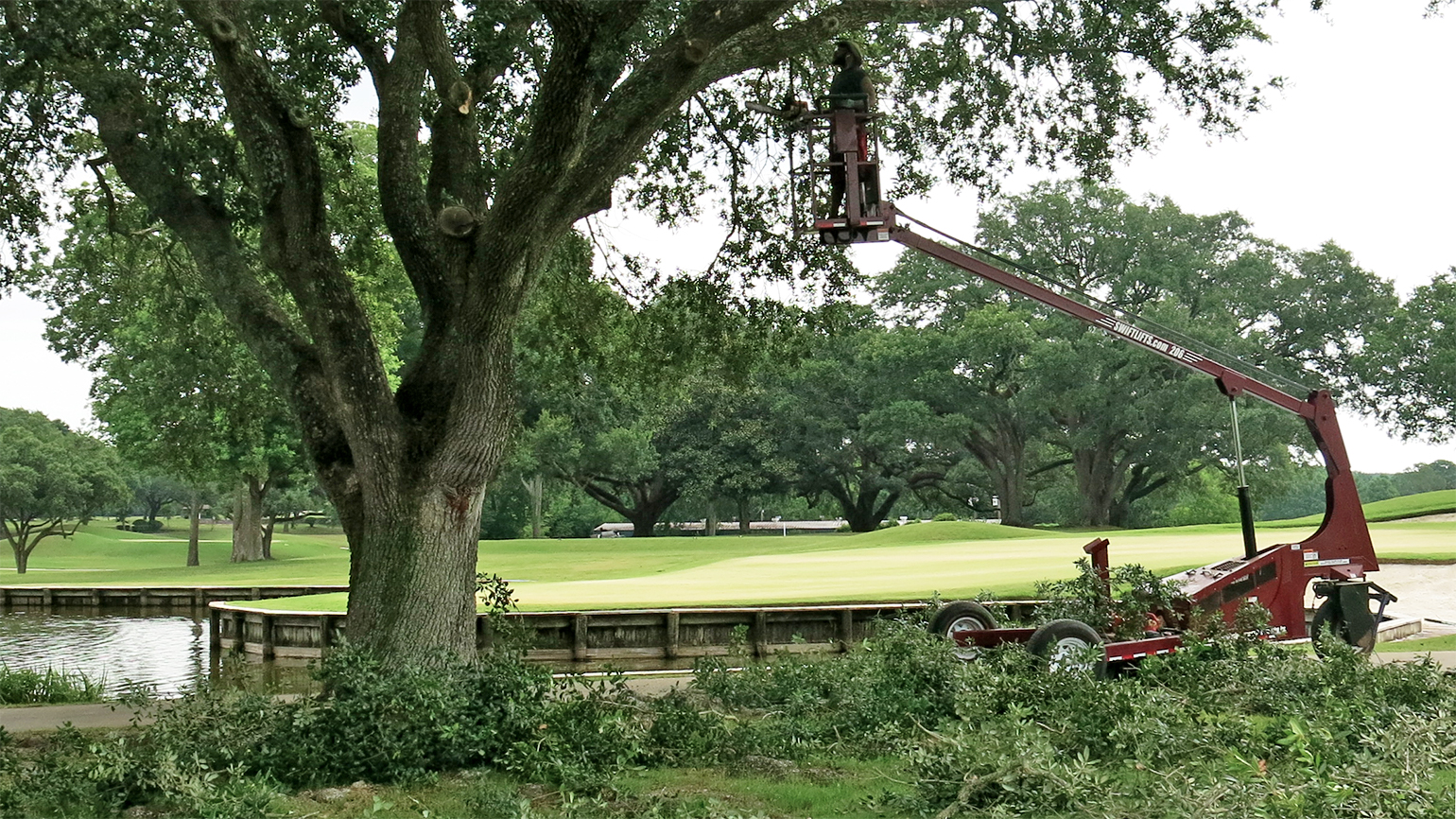 Annual Tree Trimming To Improve Turfgrass Performance