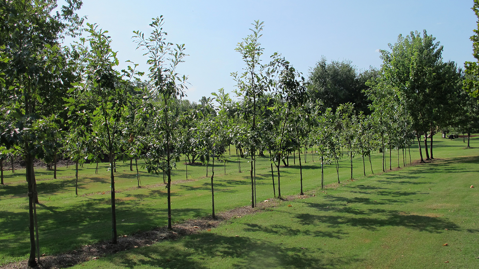 On-Site Tree Nursery Provides High-Quality Trees And Saves Money