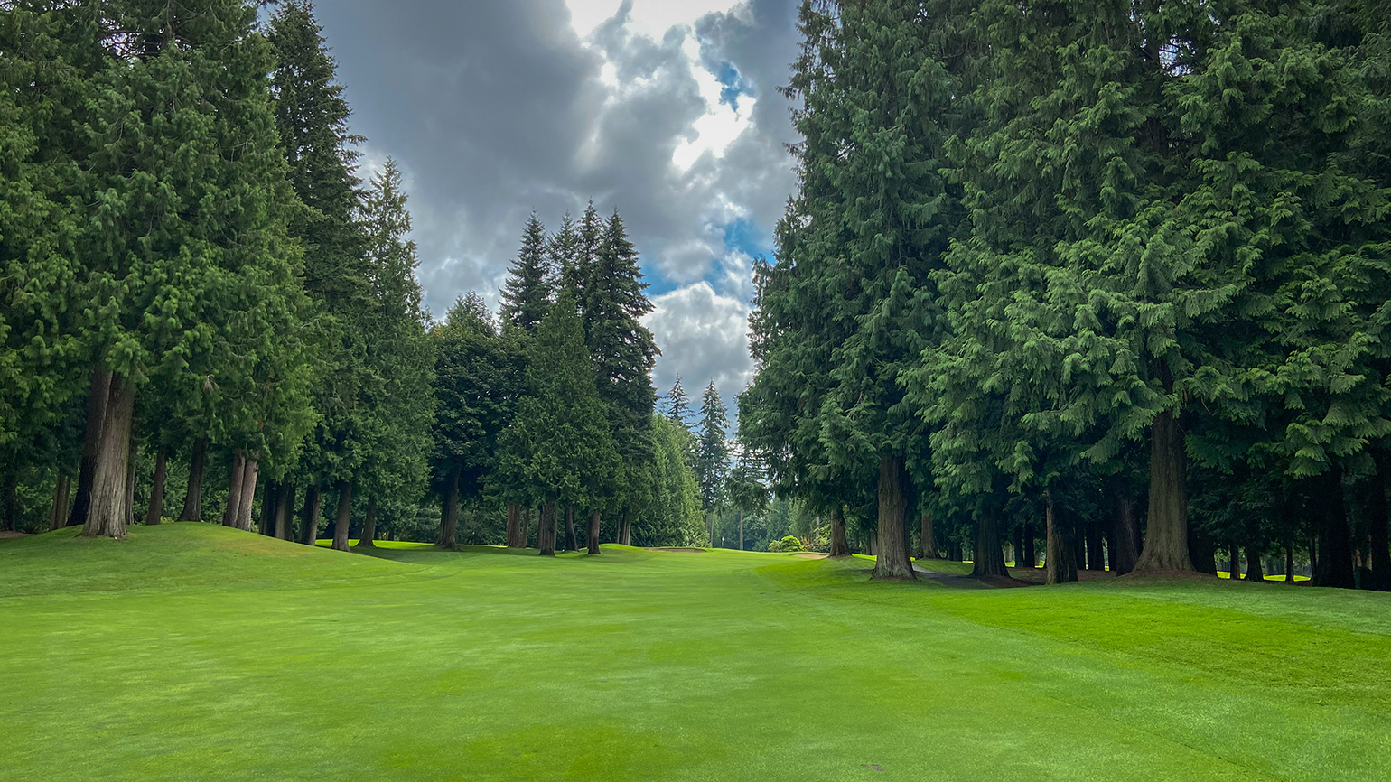 Developing a Tree Management Plan