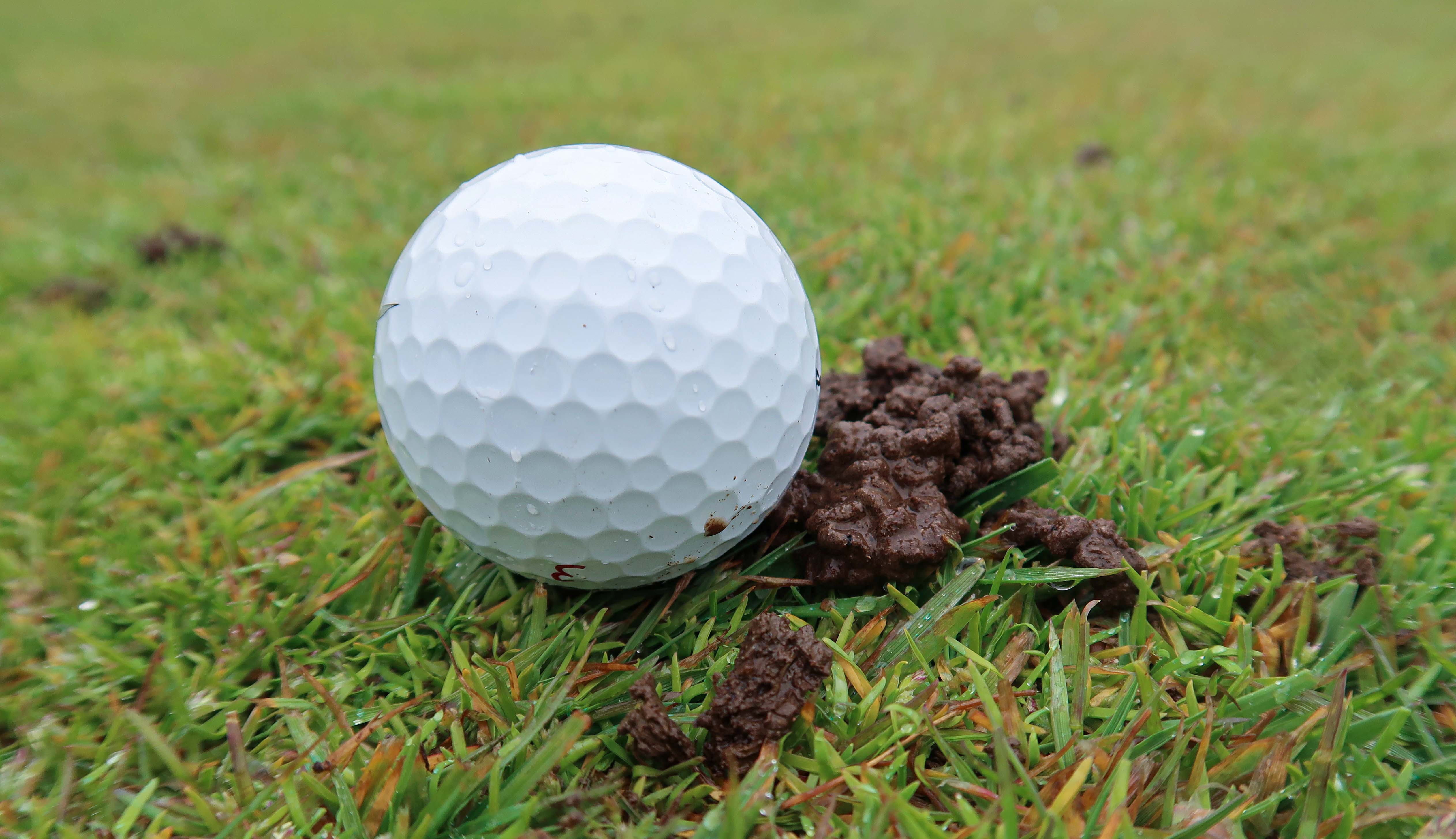 What Are Earthworm Casts and Why Can’t We Get Rid of Them?