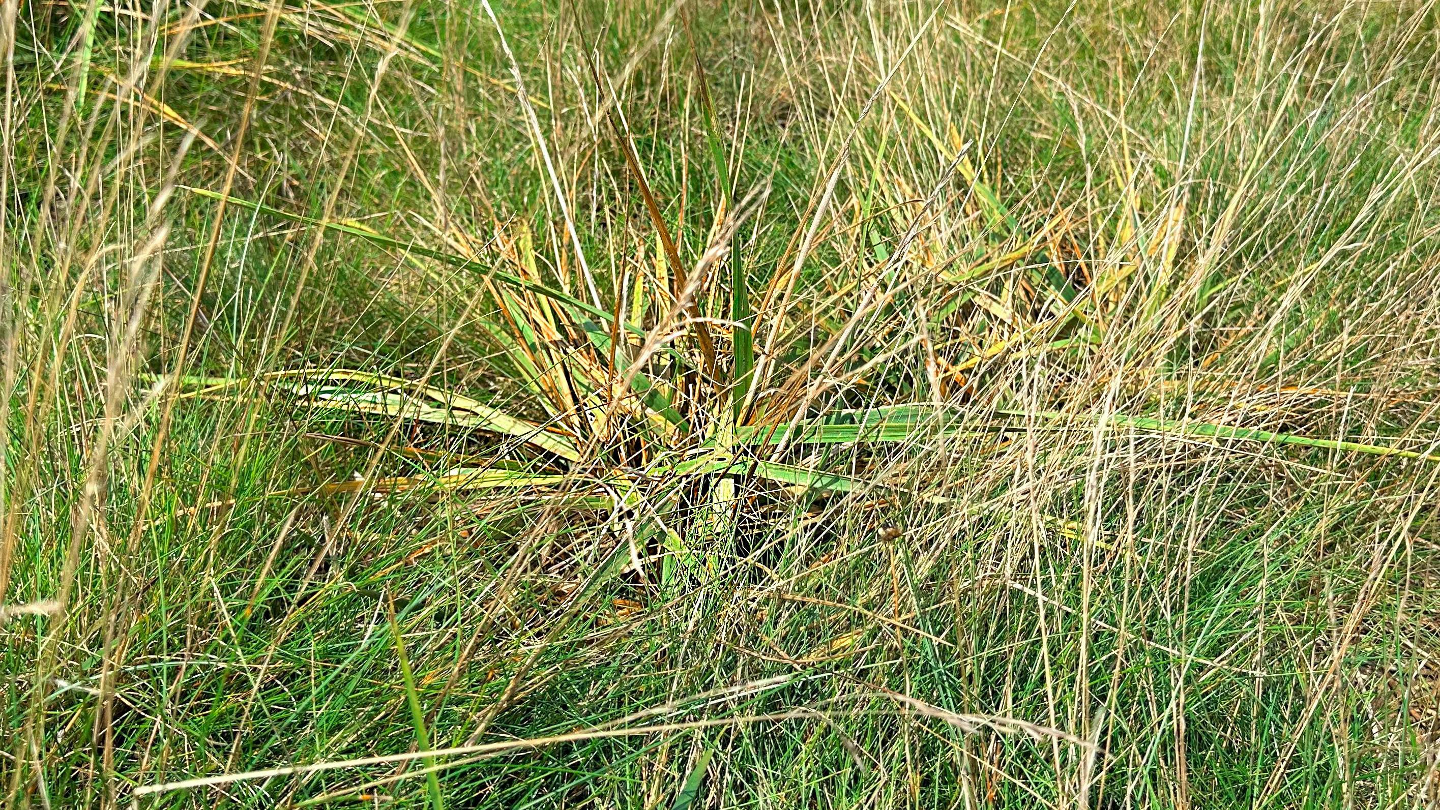 A New Option for Grassy Weed Control in Naturalized Areas