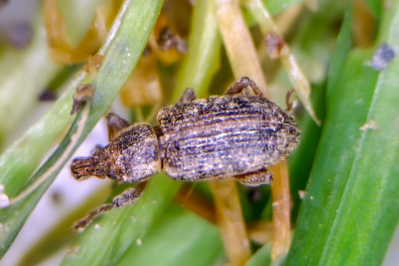 Best Management Practices for Annual Bluegrass Weevil Control in Golf ...