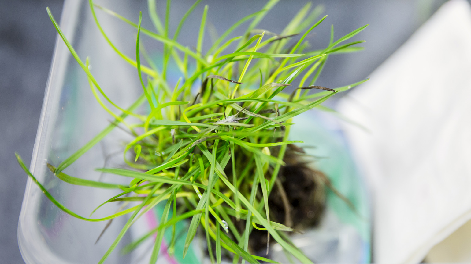 International Turfgrass Research Initiative Launched