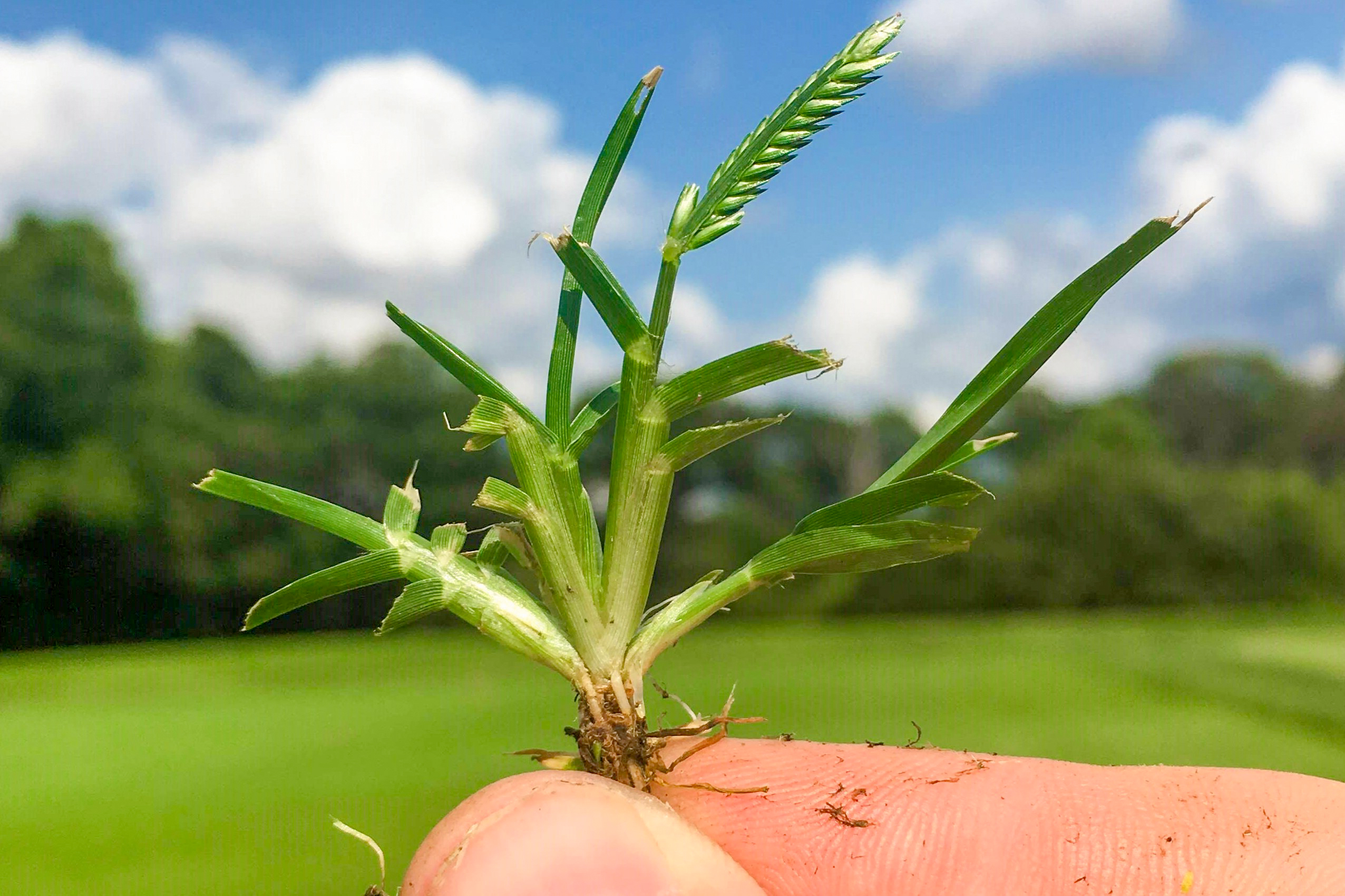 A Guide to Goosegrass Control