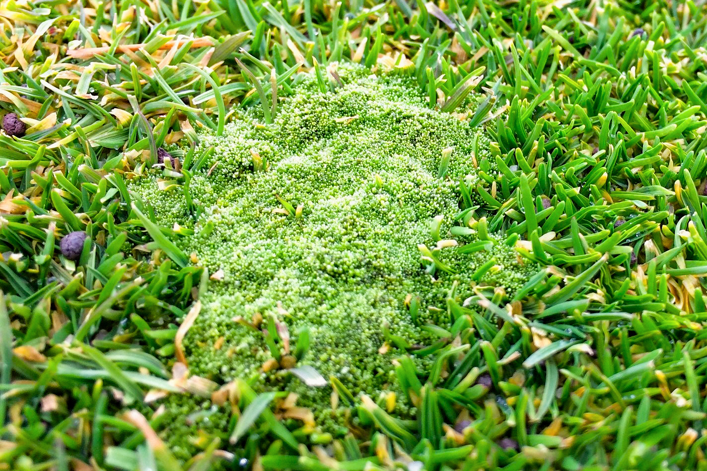 Understanding the Risk When Applying Different Rates of Carfentrazone ...