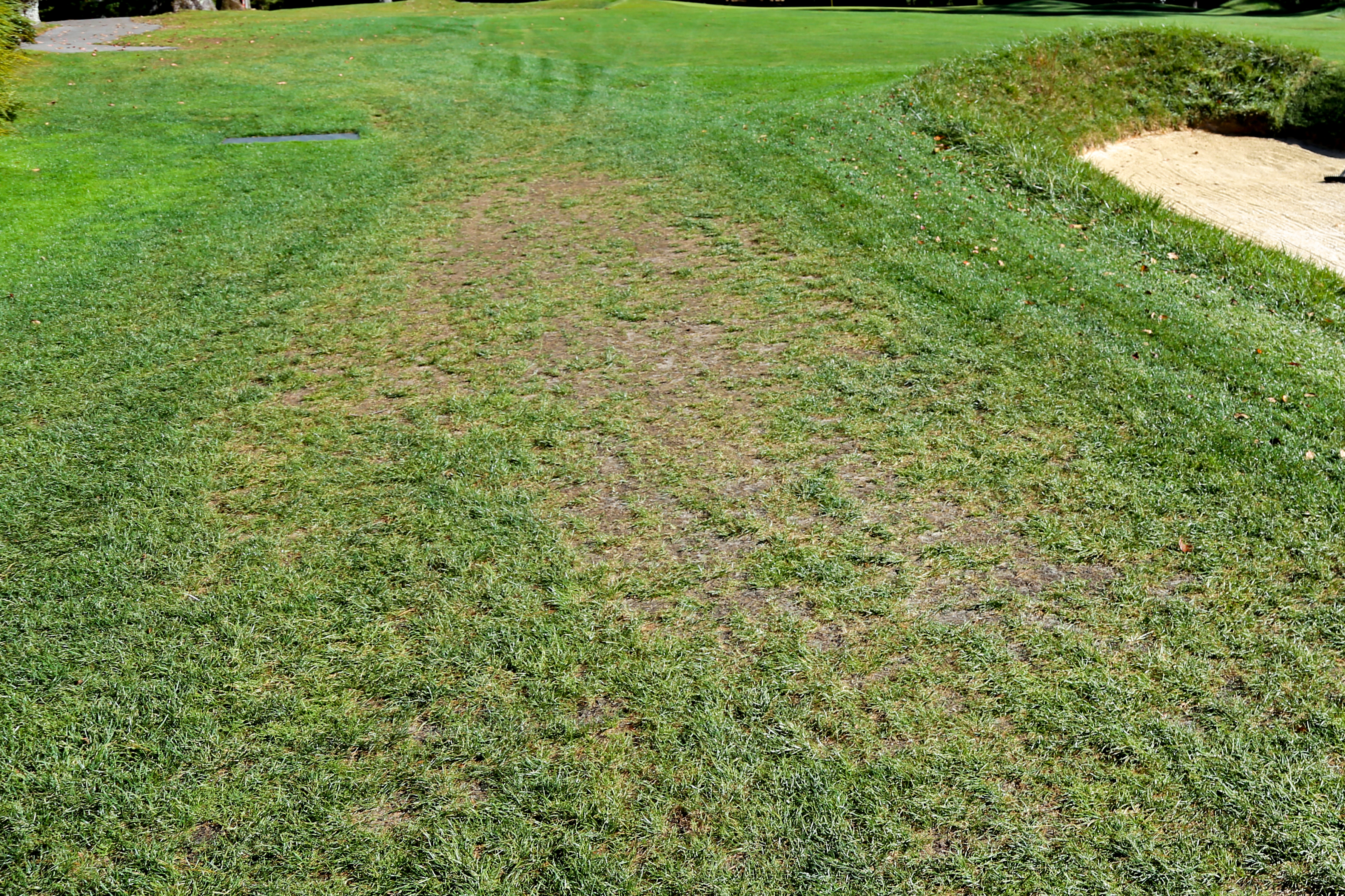 News Flash: Golf Carts Damage Turf