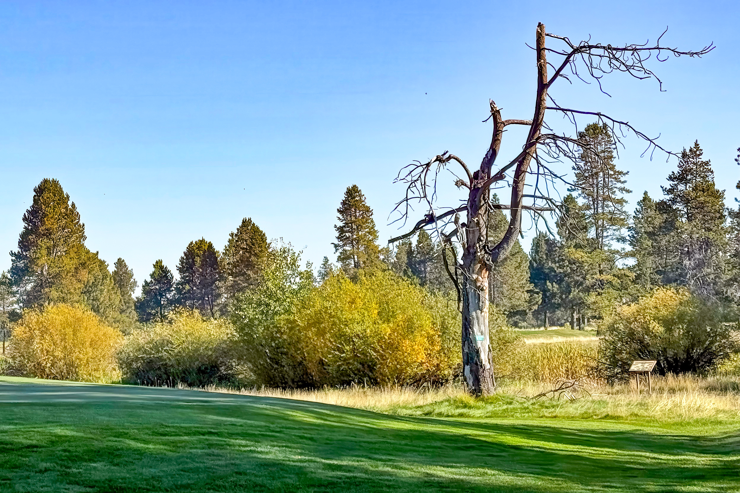 Don't Get Stumped: High Stumps Help Raptors and Turf Managers