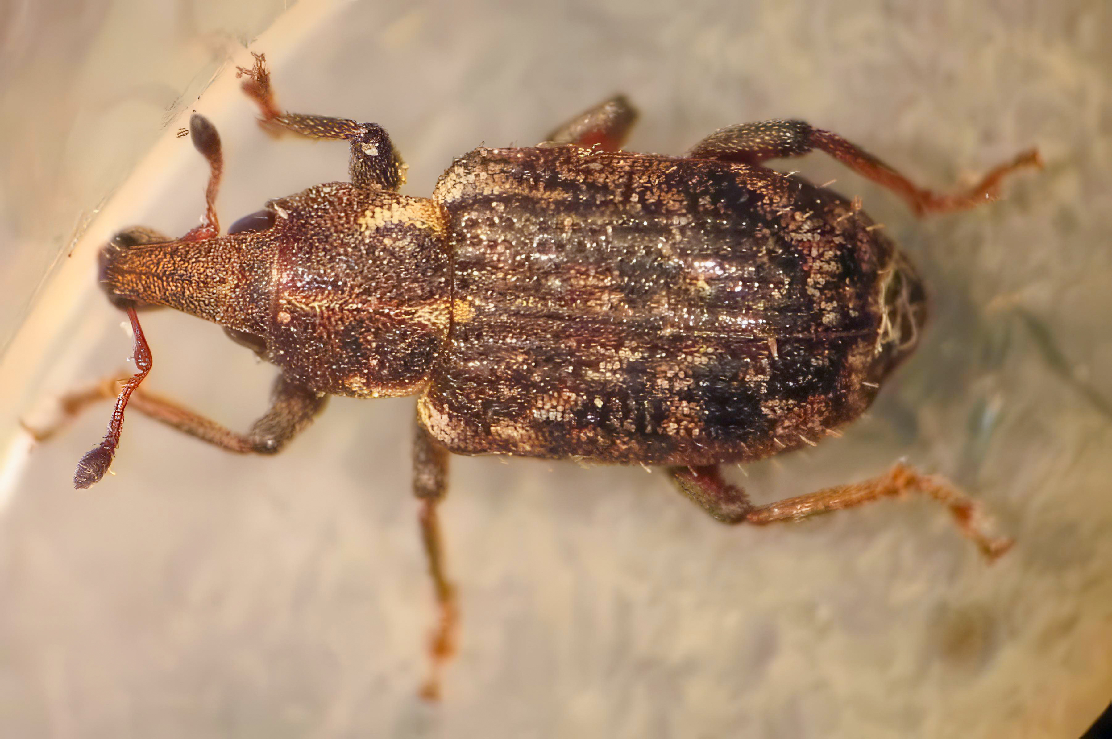 A New Tool for Annual Bluegrass Weevil Control