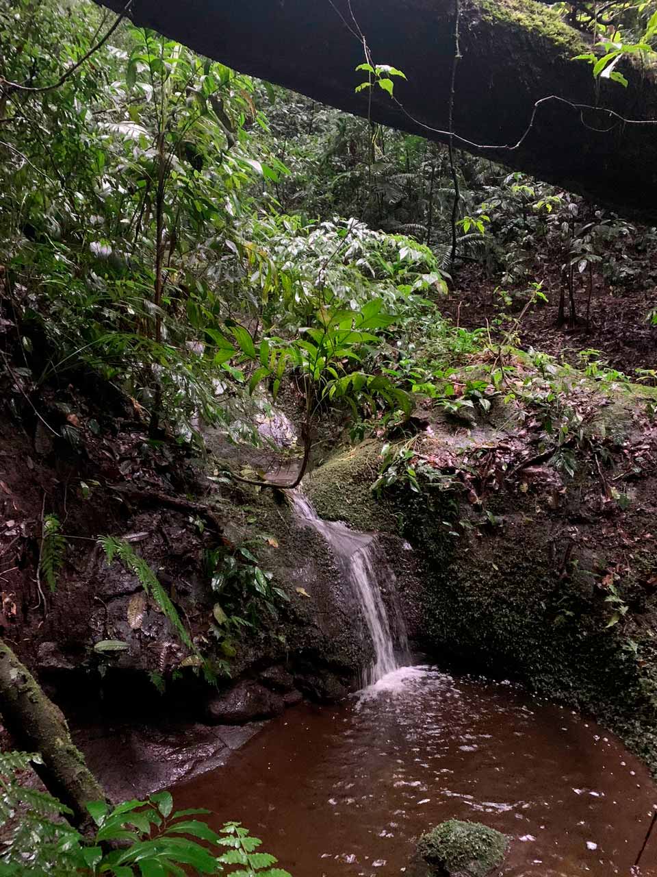 17 datos interesantes de la Reserva Natural Privada Refugio del Quetzal ...