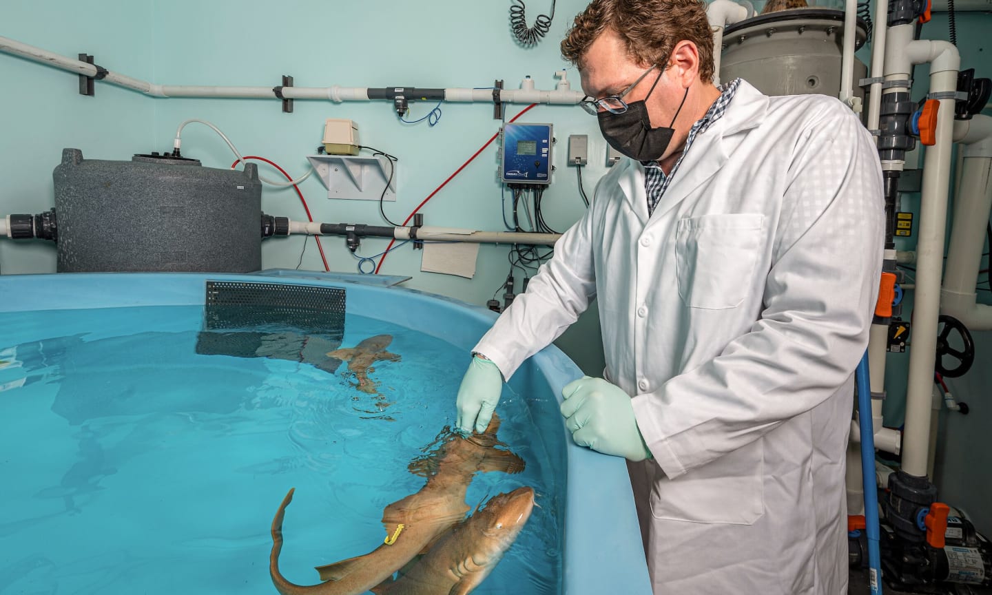 Fighting metastatic cancer with the help of sharks | UW Health