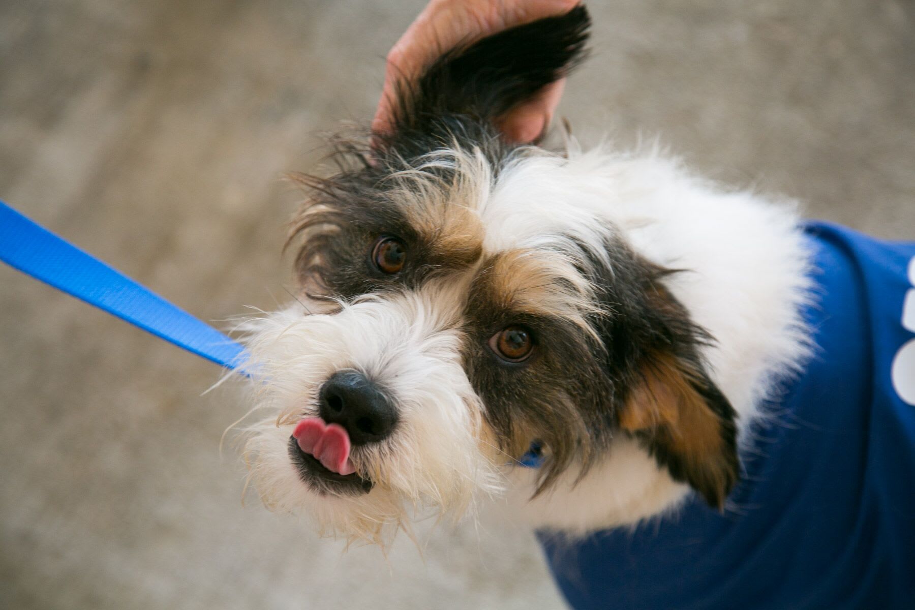 Caring Canines | UW Health