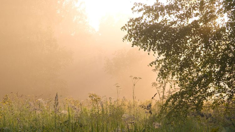 A chat with the Vegan Land Movement about rewilding in the UK