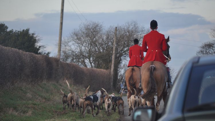 Trail hunting: A smokescreen for illegal fox hunting with dogs?