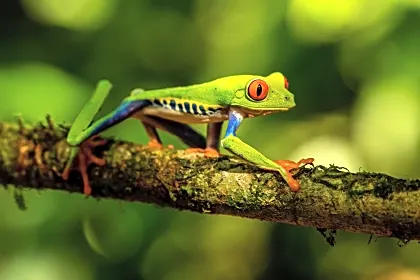 Red-Eyed Tree Frog of Costa Rica: Spotting Locations & Fun Facts